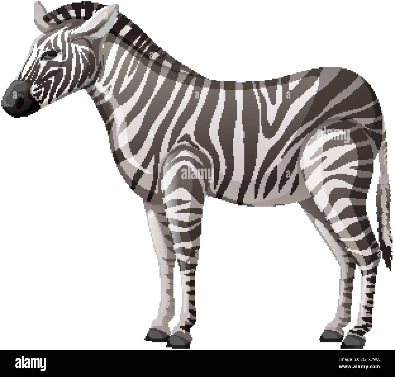 Wild zebra standing alone on white background Stock Vector Image & Art ...