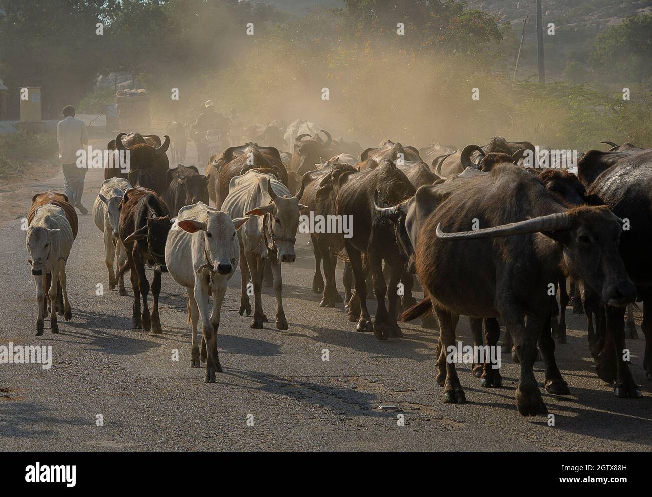 When the cows come home hi-res stock photography and images - Alamy