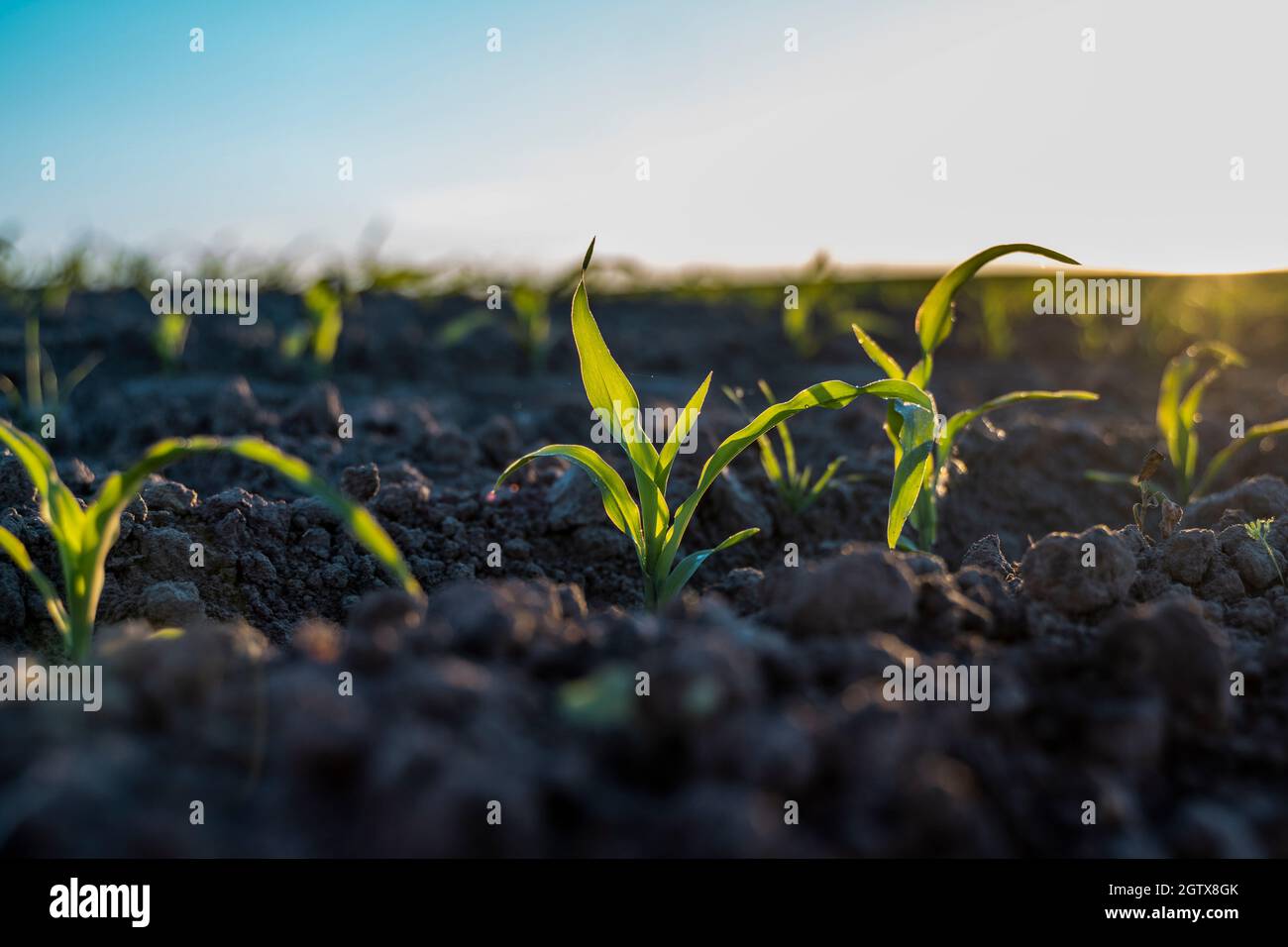 Growing young green corn seedling sprouts in cultivated agricultural ...