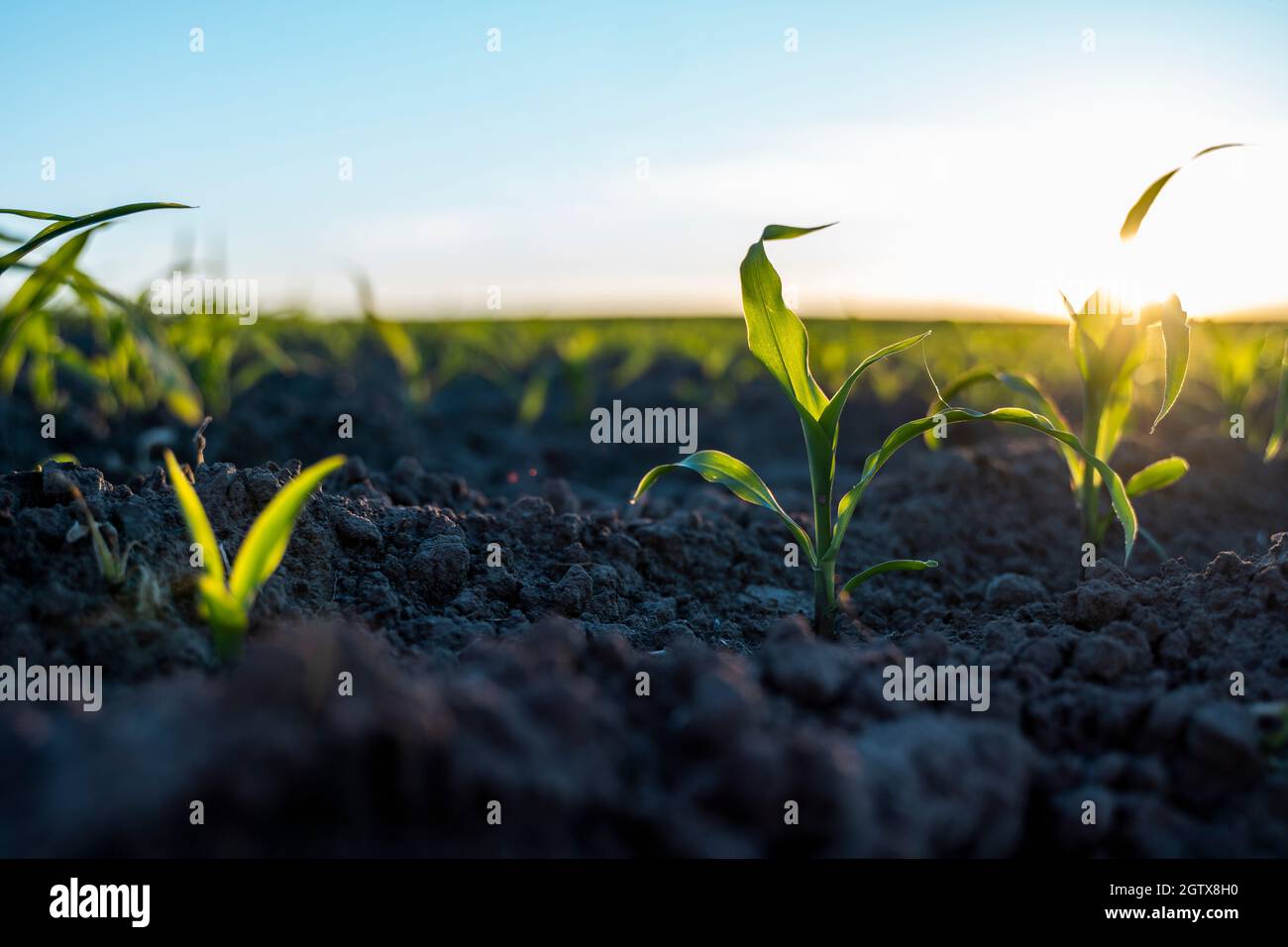 Growing young green corn seedling sprouts in cultivated agricultural ...