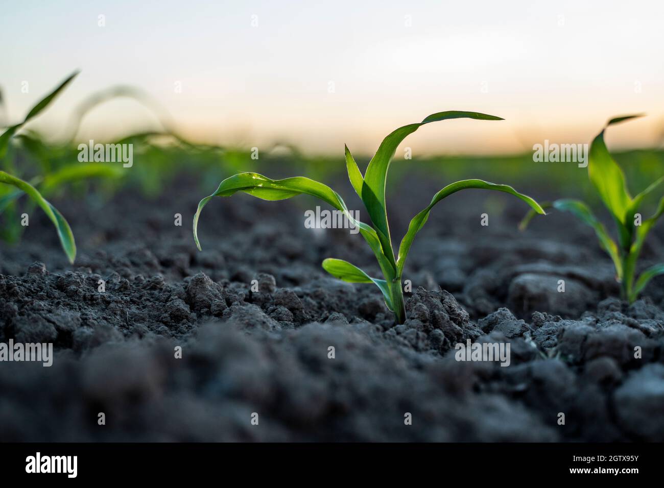 Growing young green corn seedling sprouts in cultivated agricultural ...