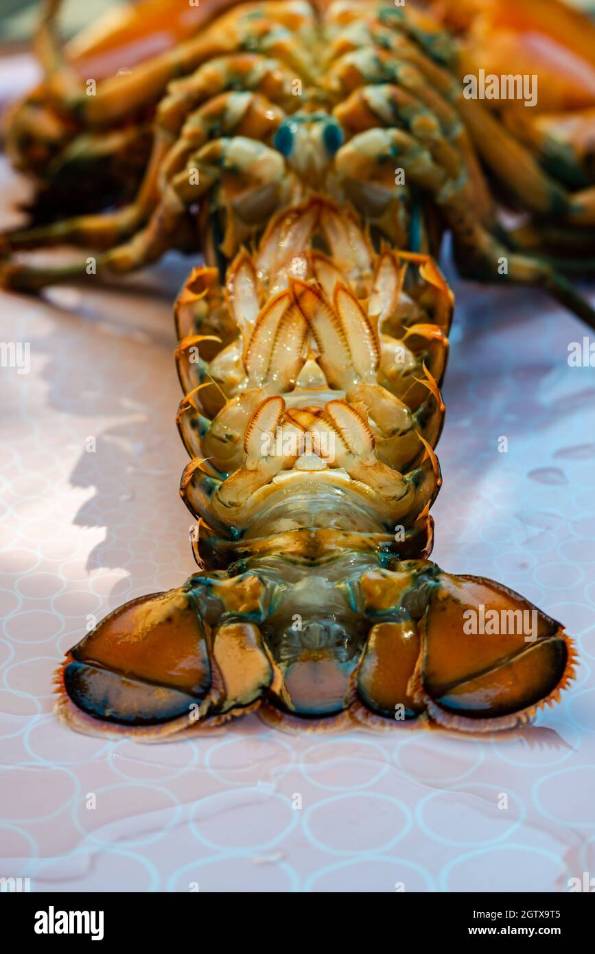 Closed-up isolated lobsters alive in the plate Stock Photo - Alamy