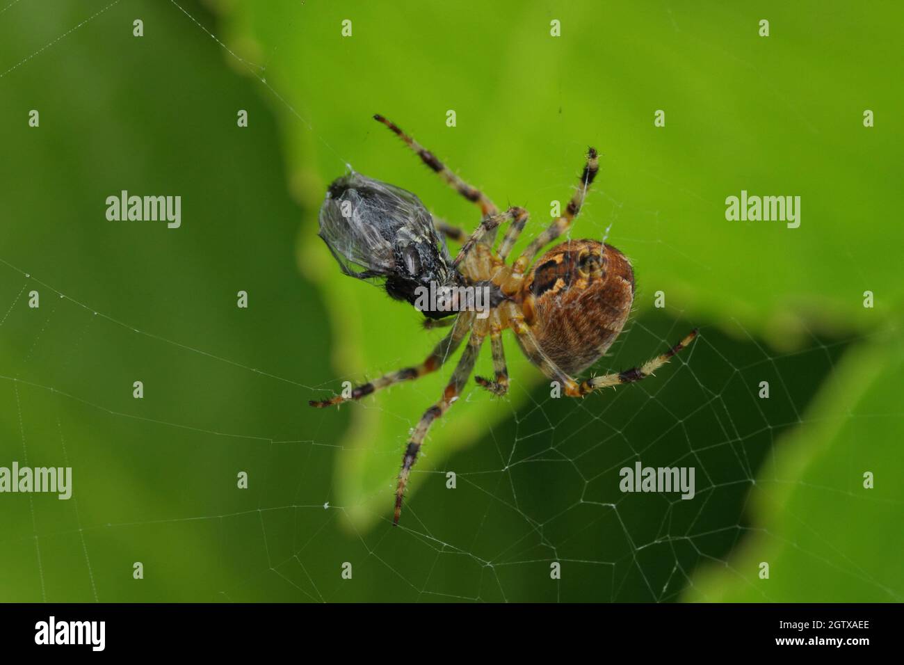 Spider eating a bug on a web Stock Photo - Alamy