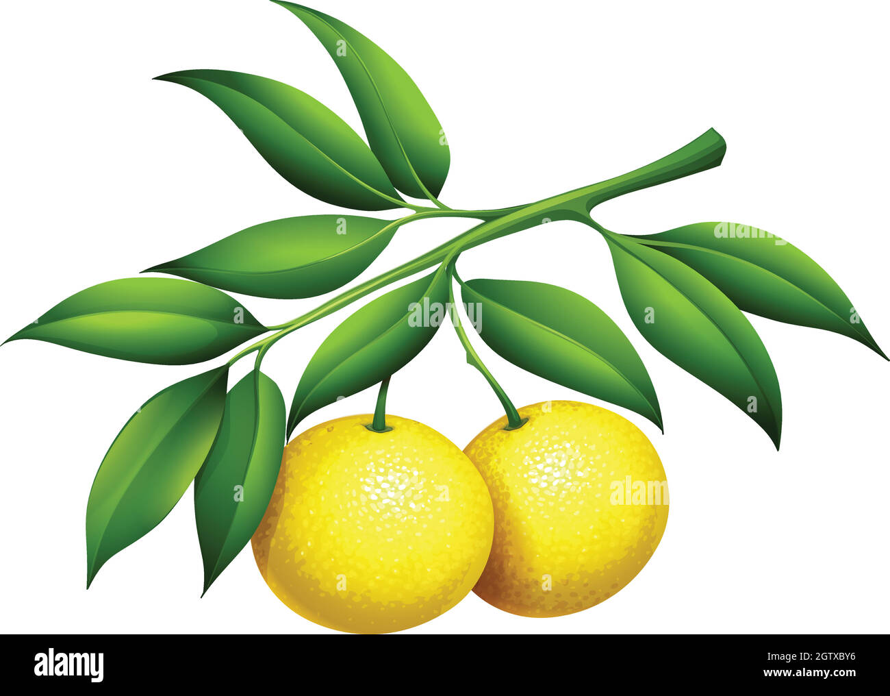 Fresh lemons on branch hi-res stock photography and images - Alamy