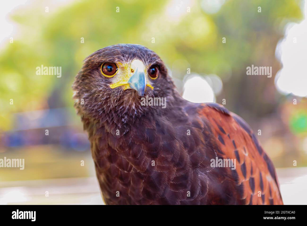 Hawk in nature hi-res stock photography and images - Alamy