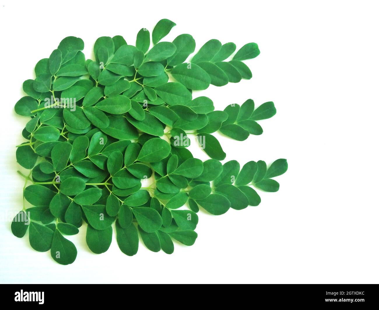 The Flowers And Leaves Of The Moringa Tree On A White Background Stock ...