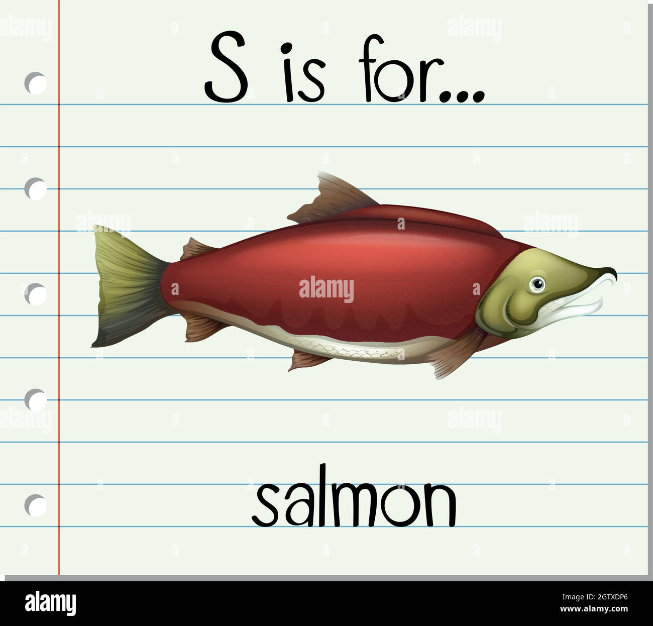 Flashcard letter S is for salmon Stock Vector Image & Art - Alamy