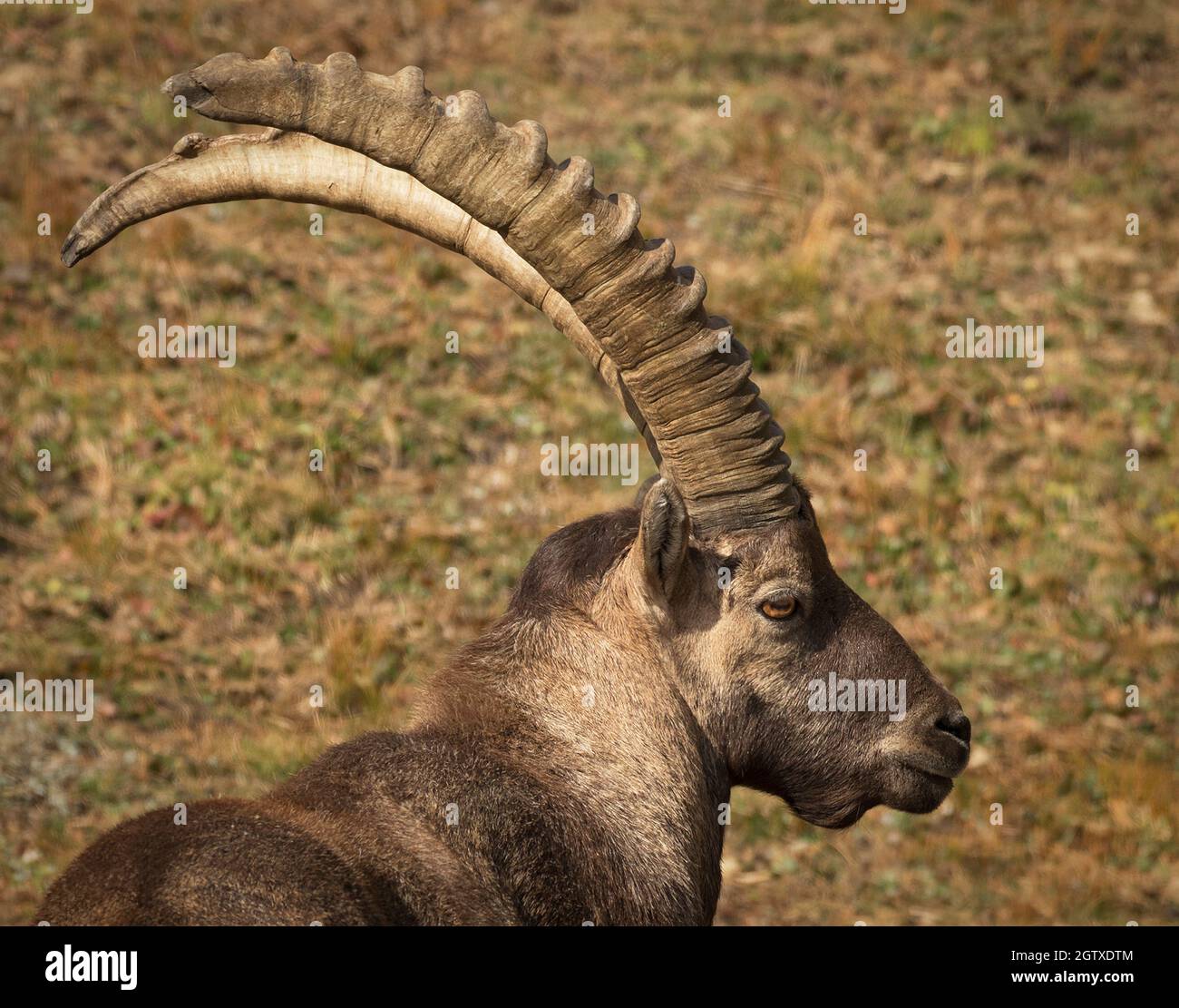 Ibex eye hi-res stock photography and images - Alamy