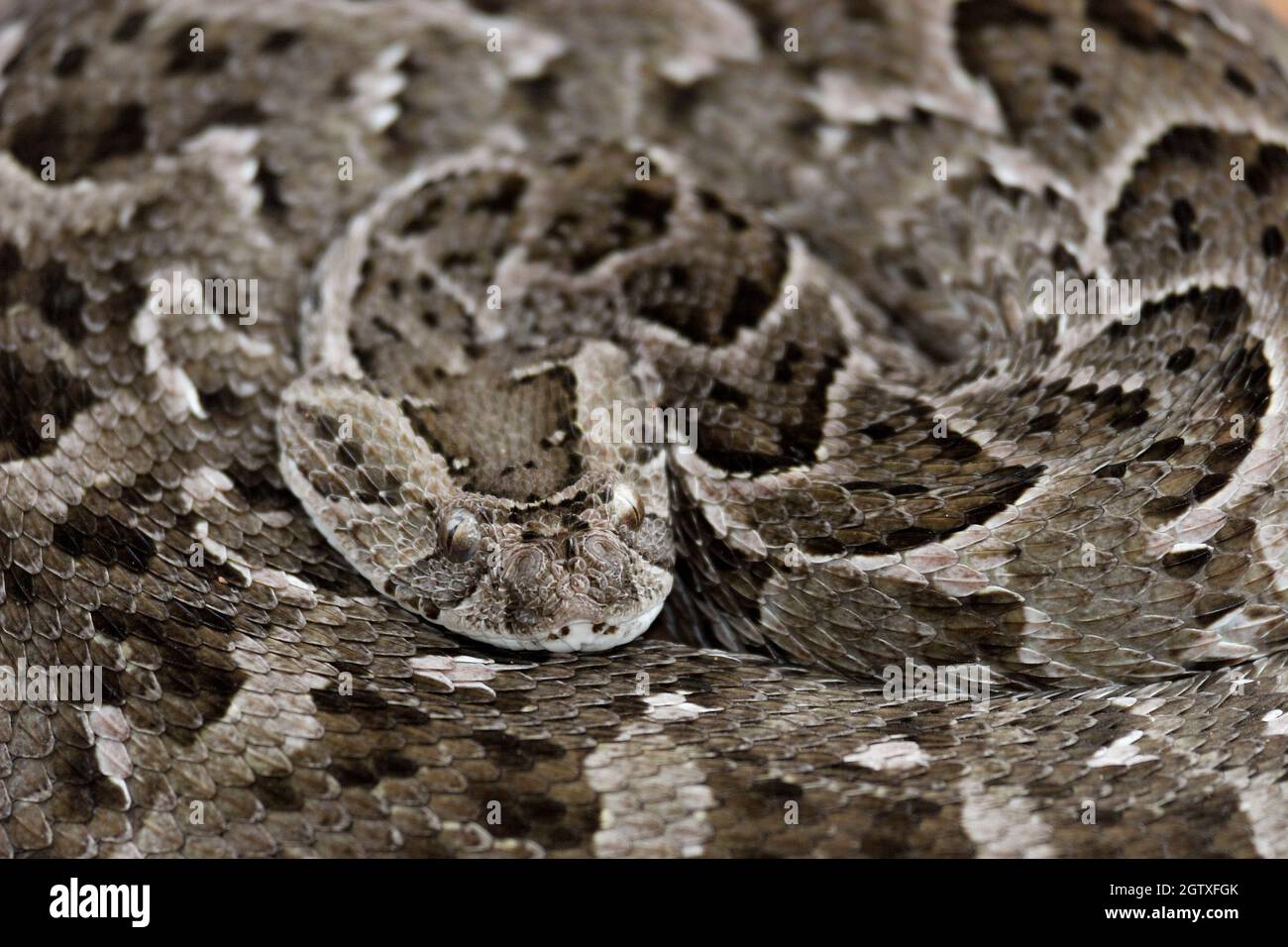 Adder snake warning hi-res stock photography and images - Alamy