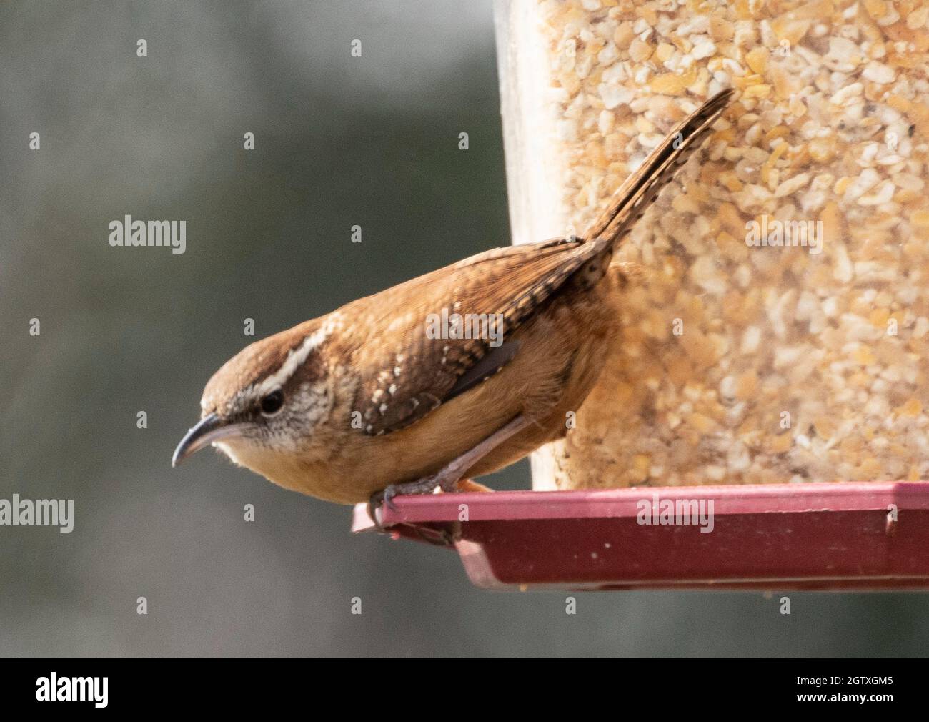 Wren close up beak hi-res stock photography and images - Alamy