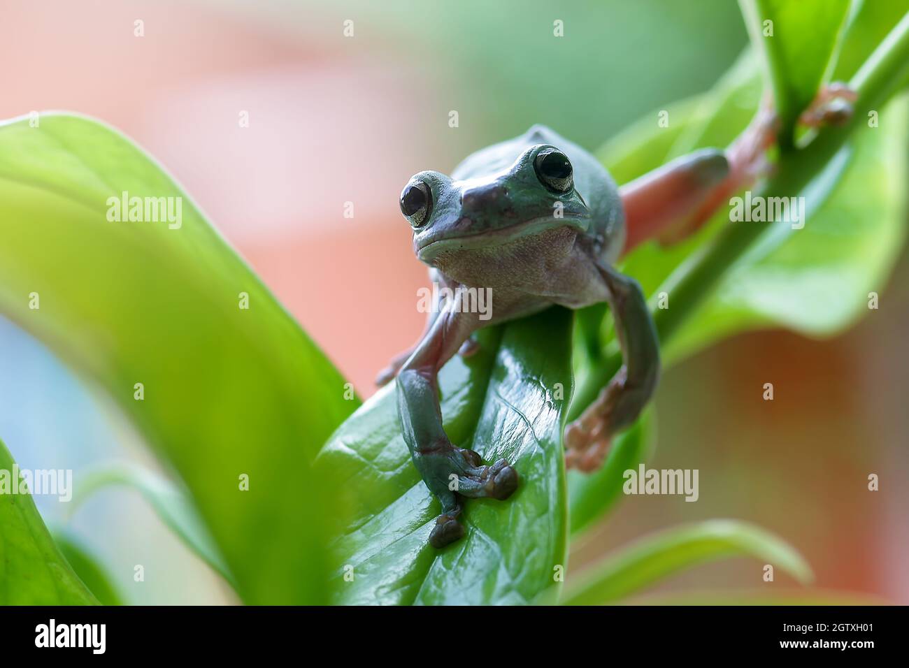 Dumpy frog hi-res stock photography and images - Alamy