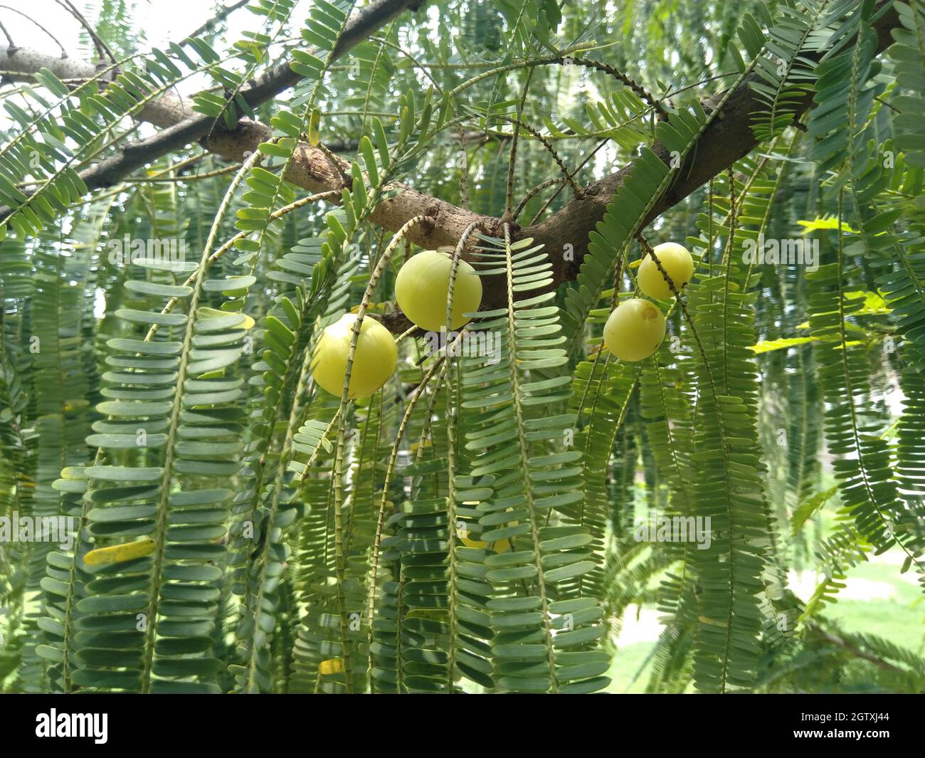 Awla hi-res stock photography and images - Alamy