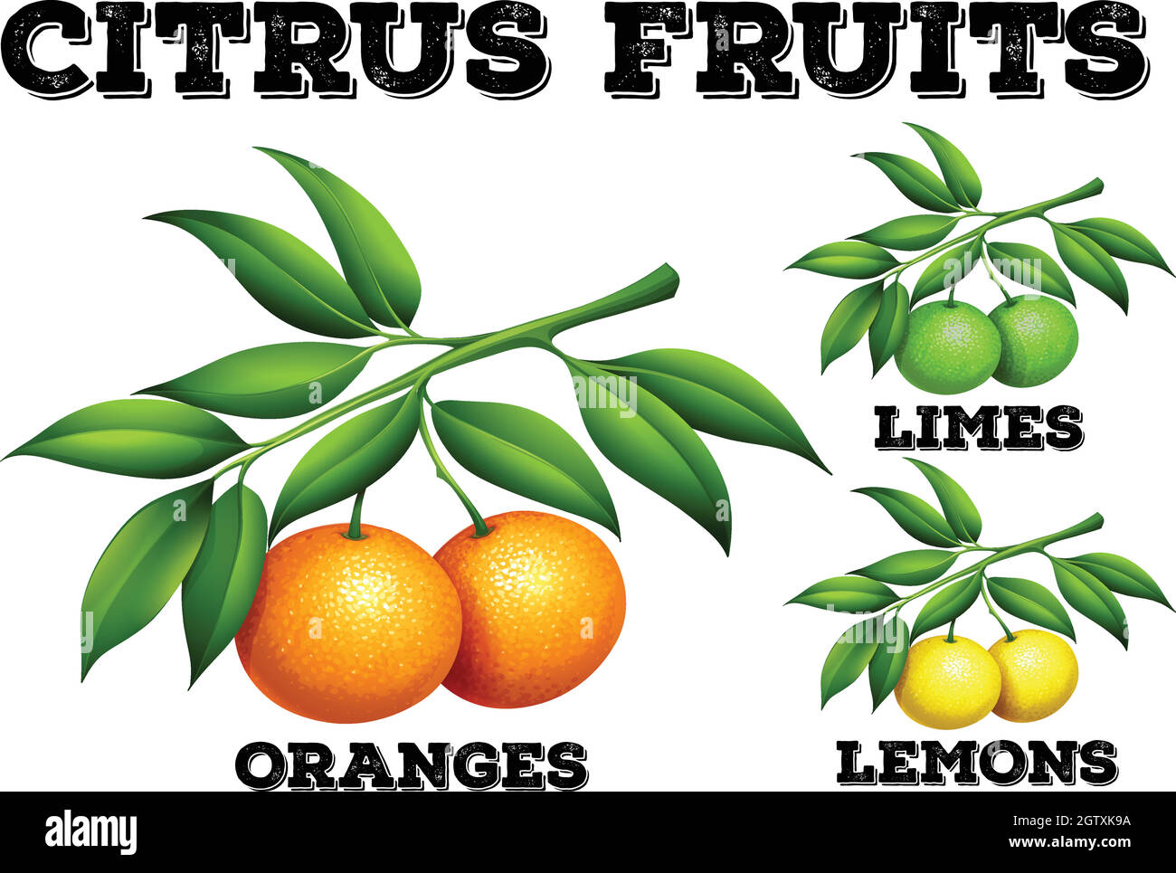 Green citrus illustration Cut Out Stock Images & Pictures - Alamy