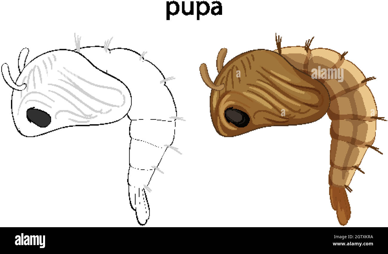 Pupa in colour and doodle isolated Stock Vector Image & Art - Alamy