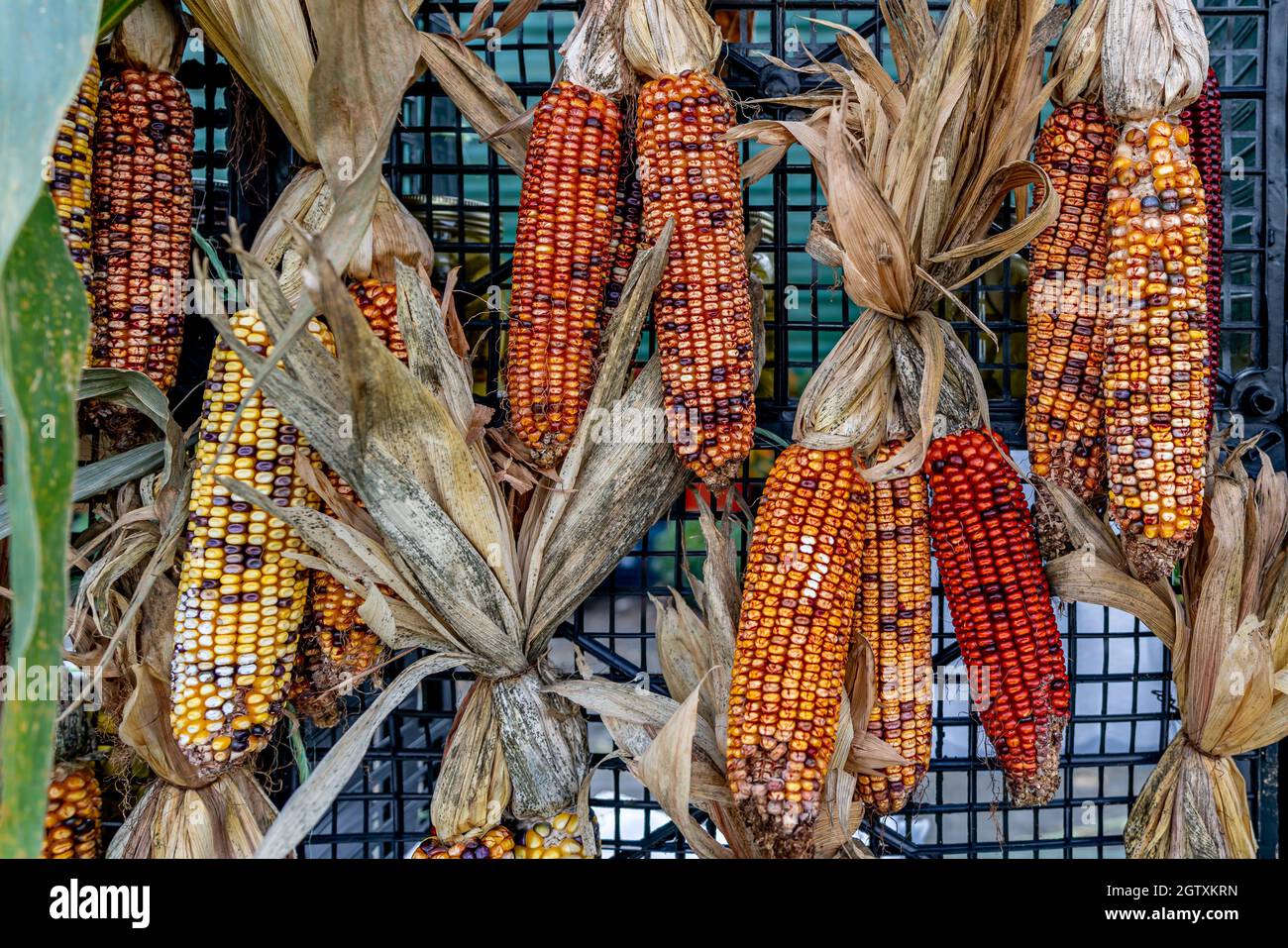 Corn cobs with kernels of various colors with their husks tied together ...