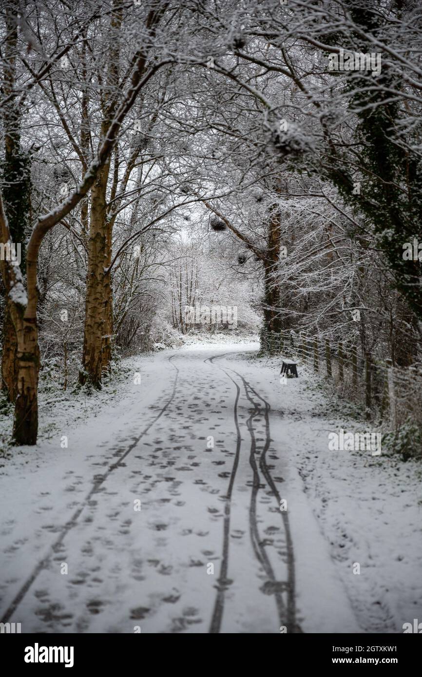 River lagan belfast tree hi-res stock photography and images - Alamy