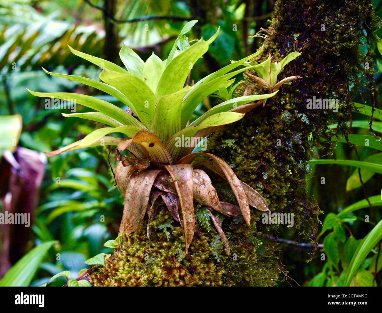 A Bromeliad (Bromeliaceae genera) on a tree in Dominica’s rainforest on ...