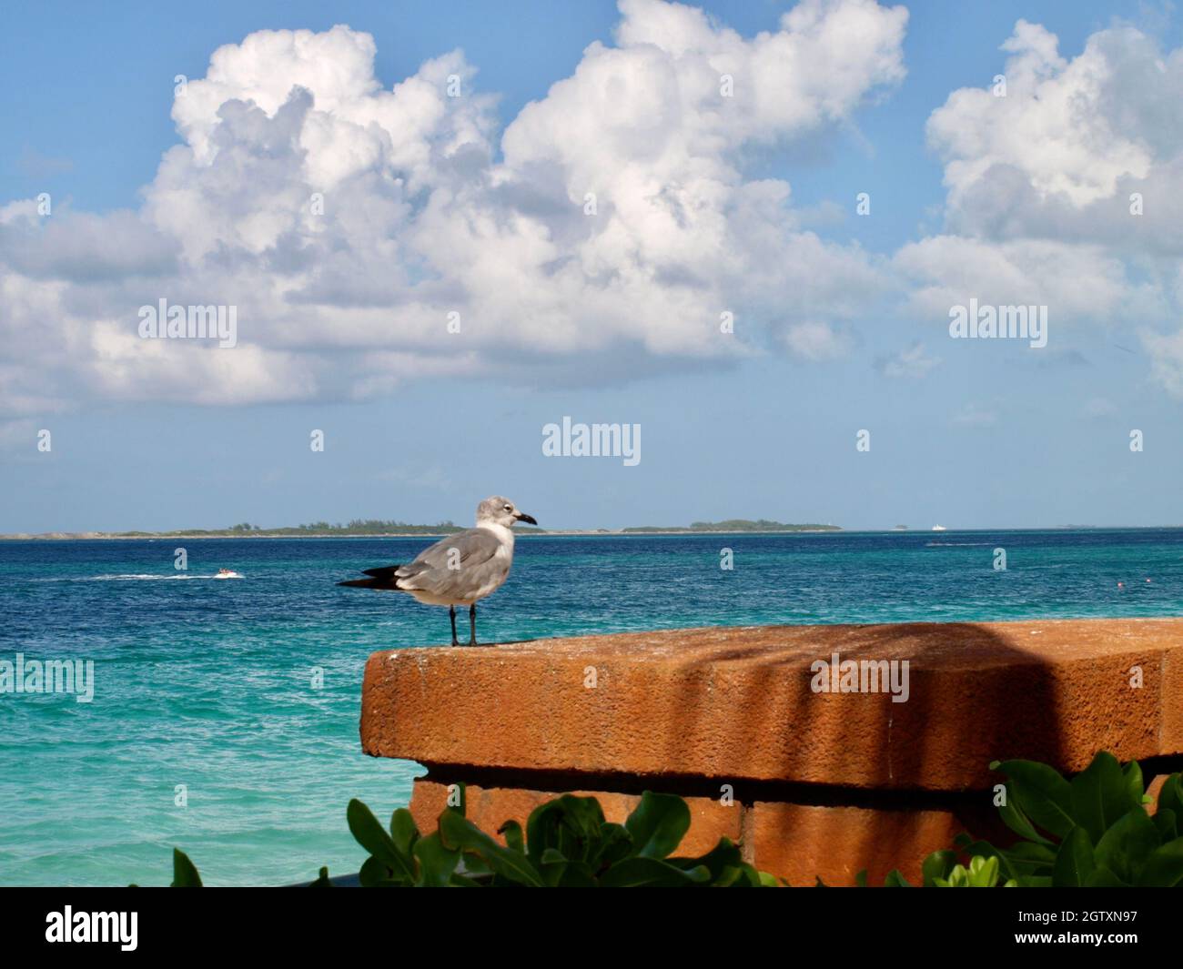 A lone Seagull enjoying the view from Paradise Island, The Bahamas ...