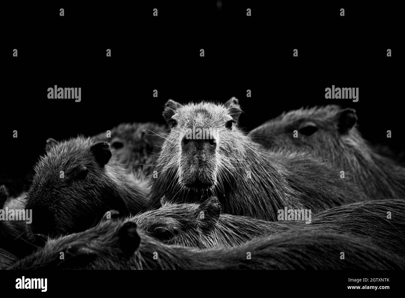 The capybara Black and White Stock Photos & Images - Alamy