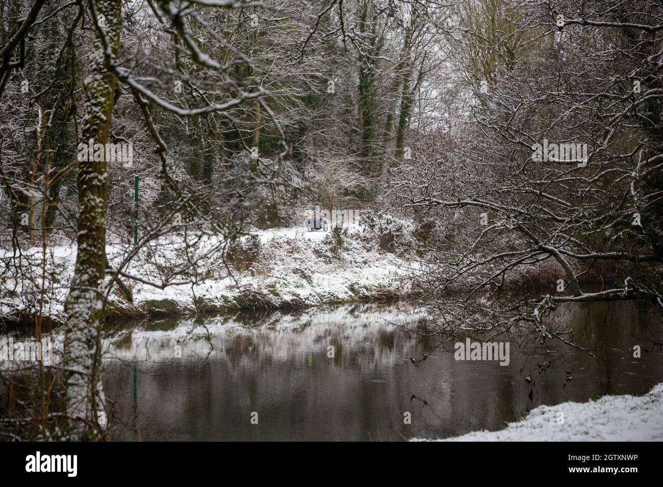 River lagan belfast tree hi-res stock photography and images - Alamy