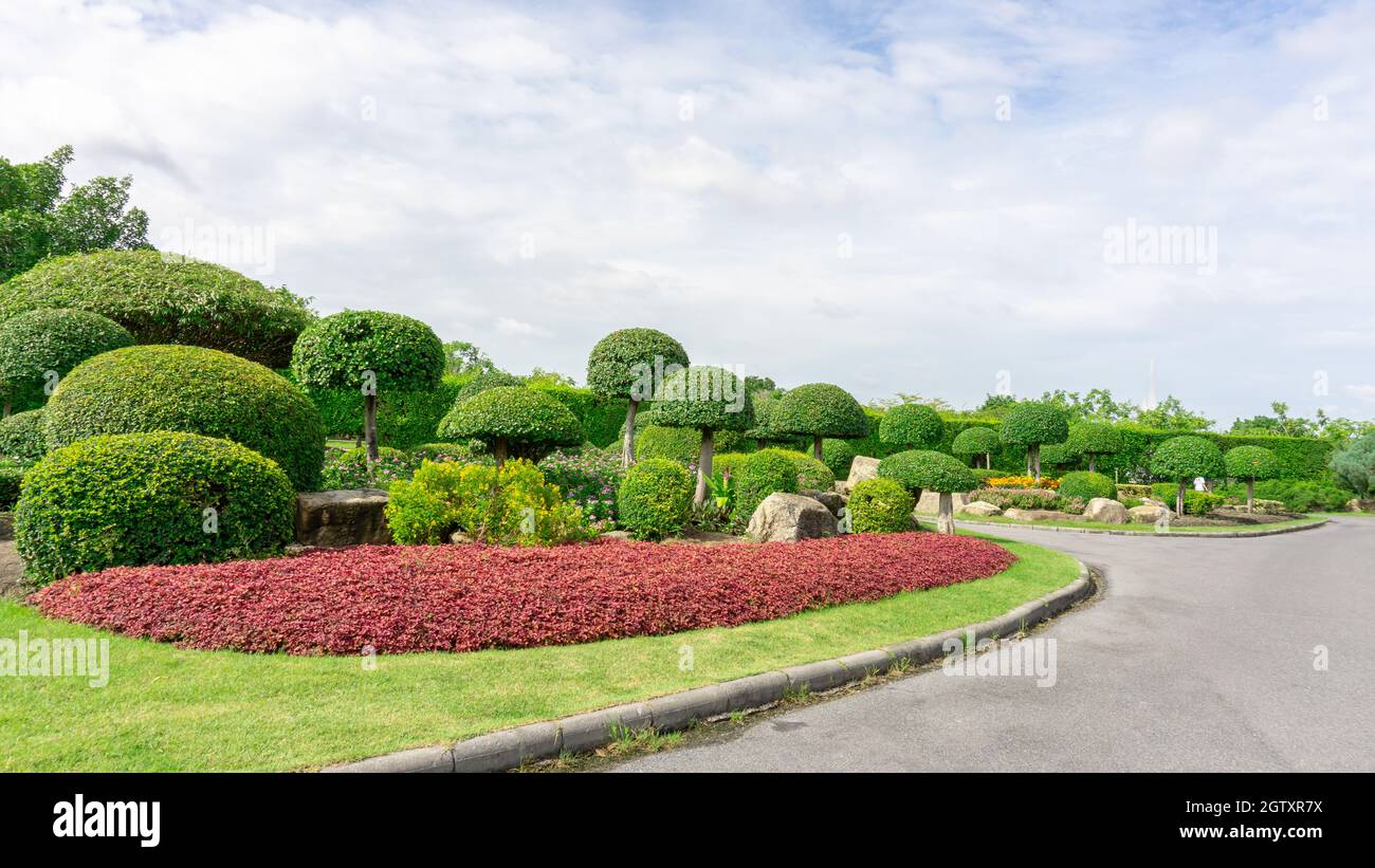 Philippine Tea Tree High Resolution Stock Photography and Images - Alamy
