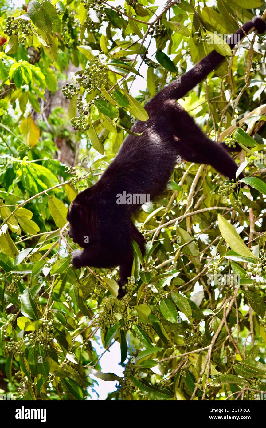 A Black Howler monkey (Alouatta caraya) dangling from a branch Stock ...