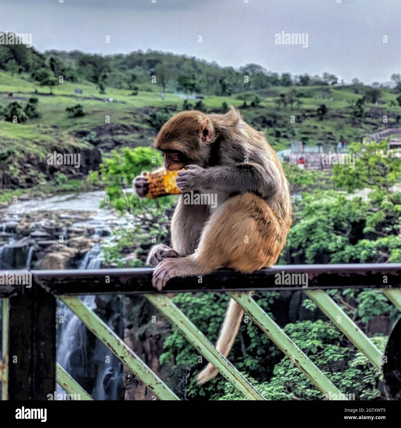 Corn monkeys hi-res stock photography and images - Alamy