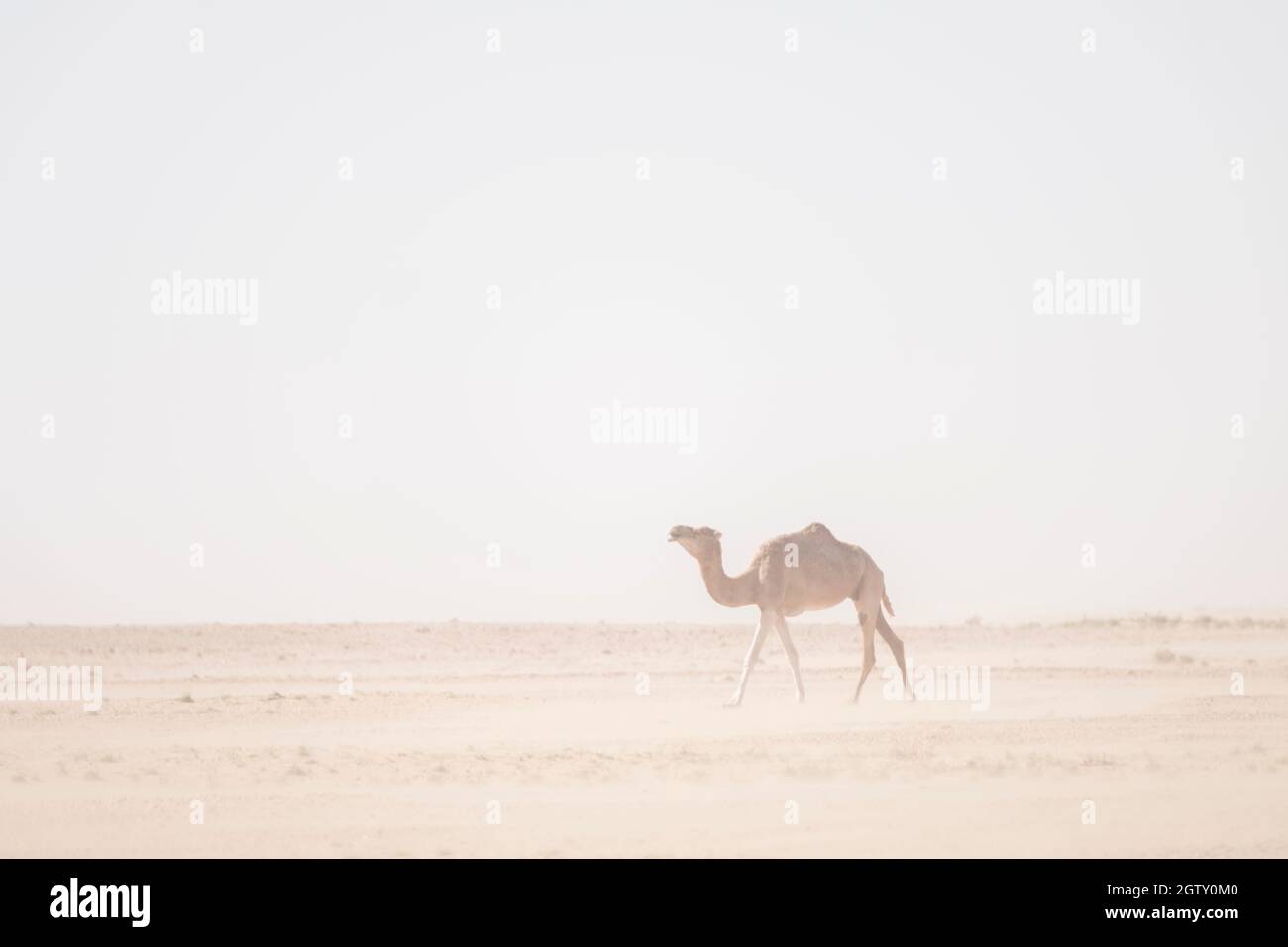Saharan sandstorm hi-res stock photography and images - Alamy