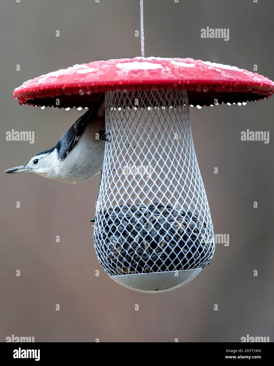 Rain on wire mesh hi-res stock photography and images - Alamy