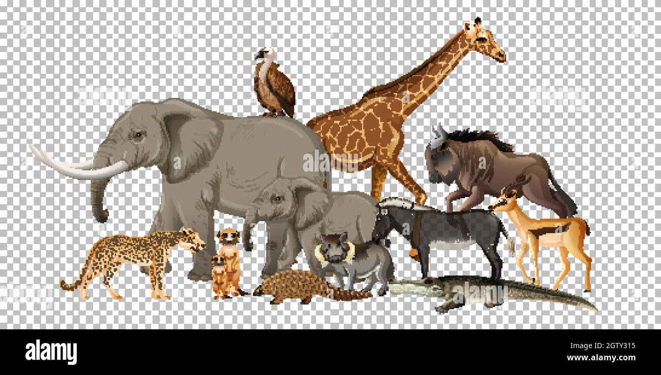 Group of wild african animal on transparent background Stock Vector ...