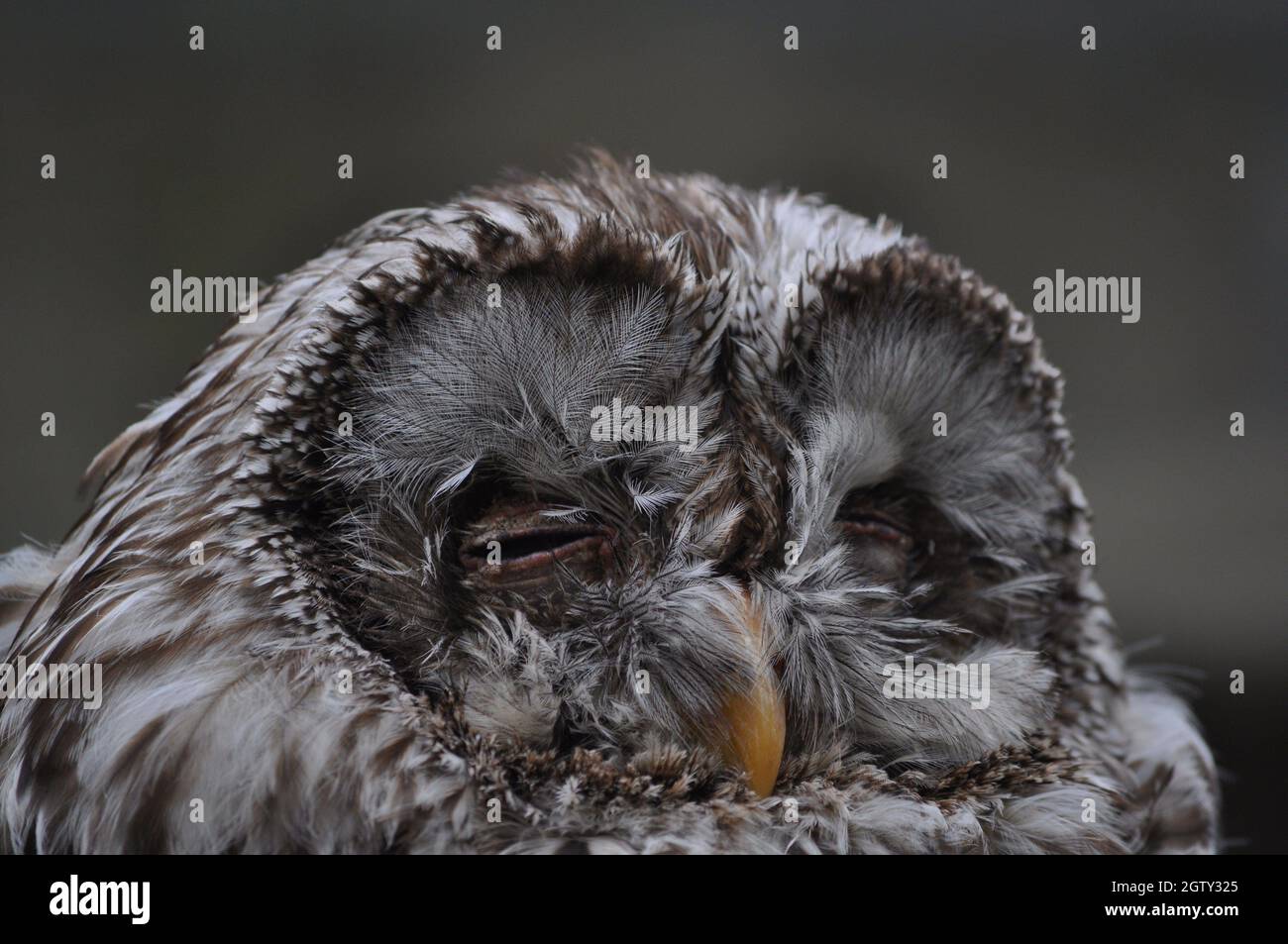Eule hi-res stock photography and images - Alamy