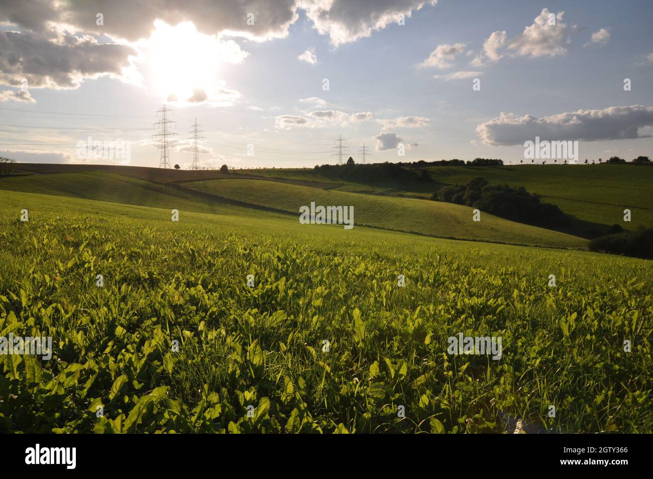Sommer feld hi-res stock photography and images - Alamy