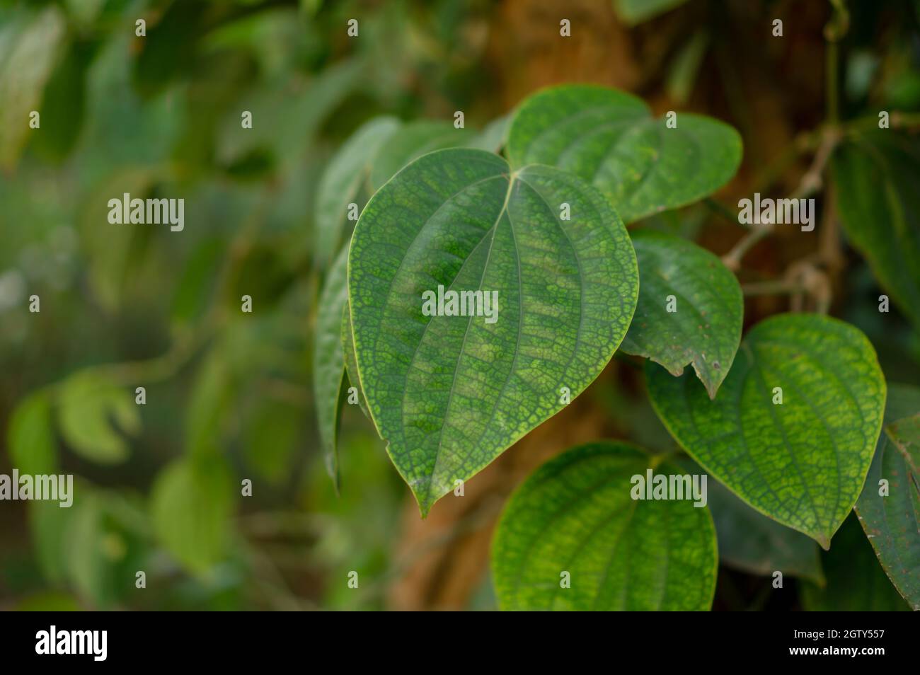 Family piperaceae hi-res stock photography and images - Alamy