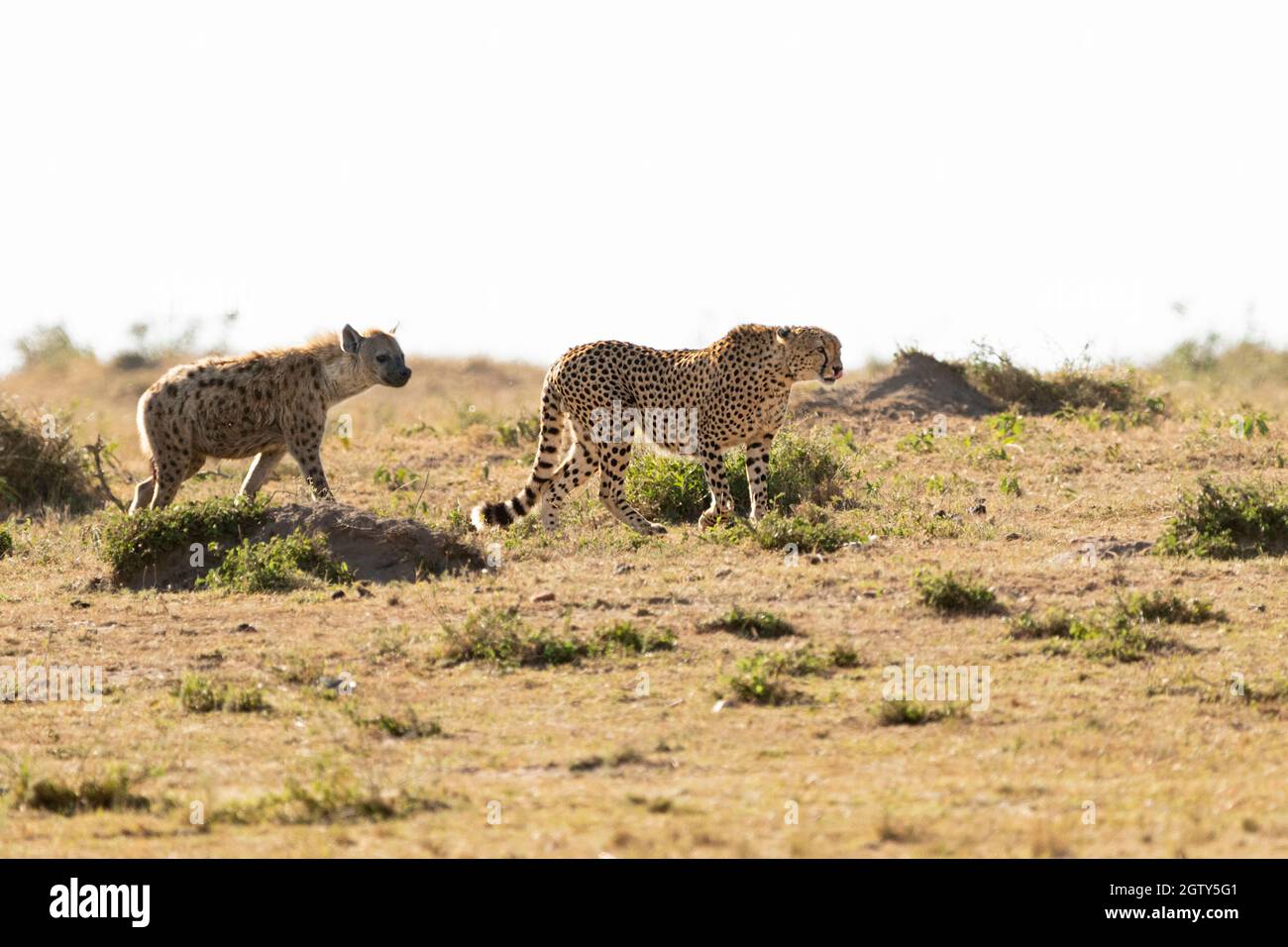 Cheetah confrontation hi-res stock photography and images - Alamy