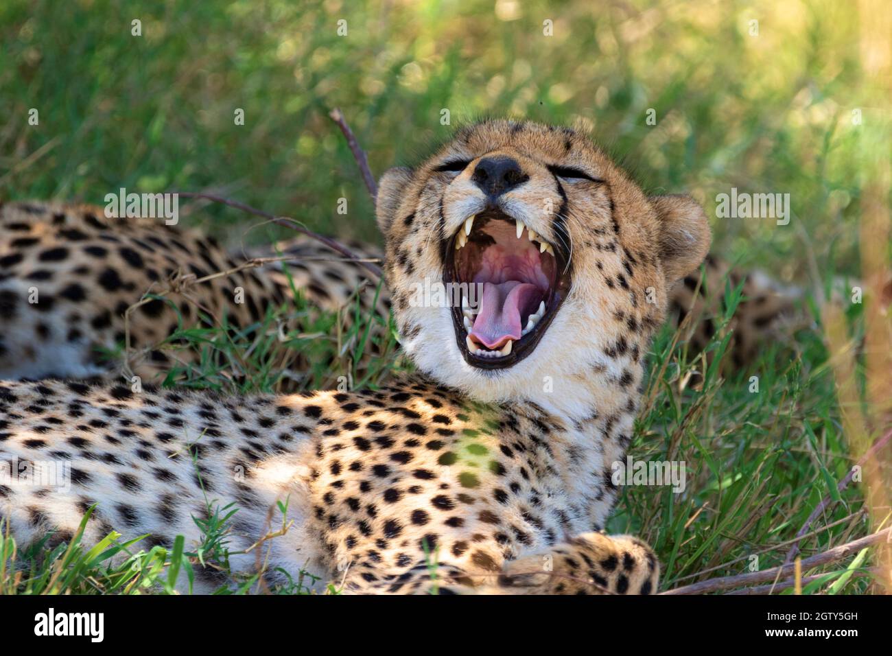 Cheetah mouth wide open hi-res stock photography and images - Alamy