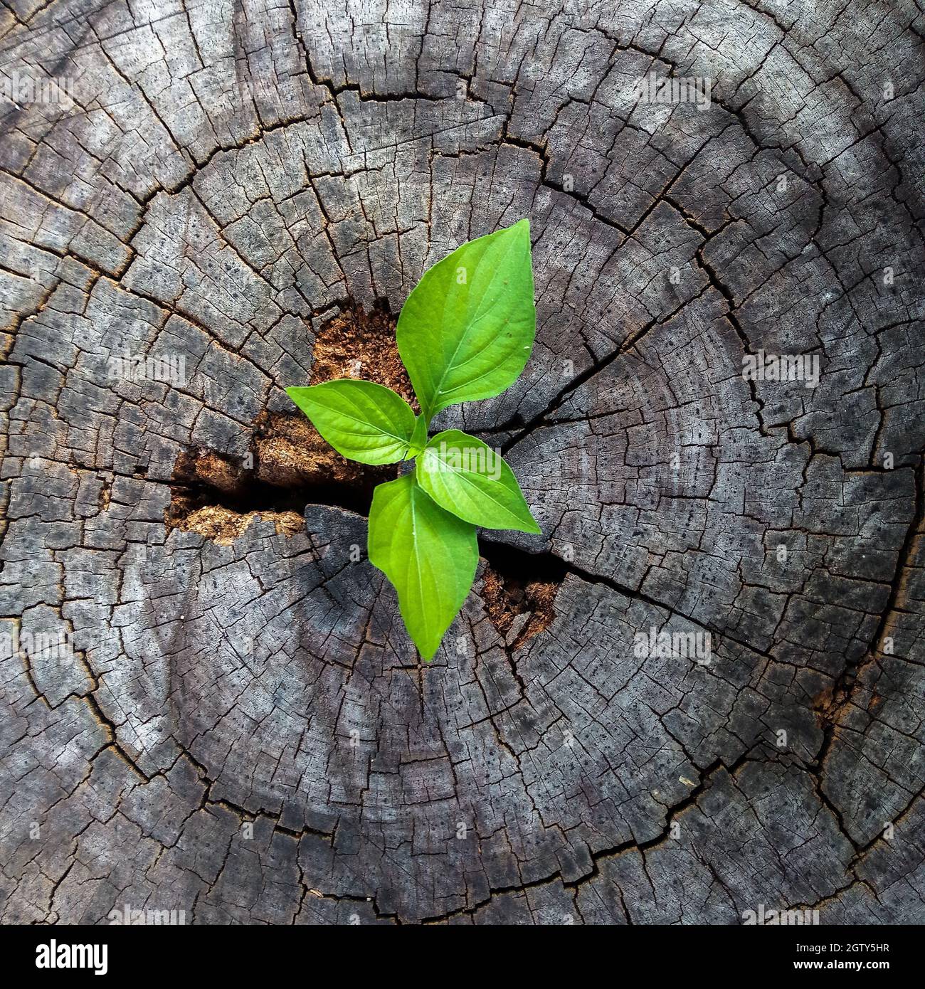 Growing out tree High Resolution Stock Photography and Images - Alamy