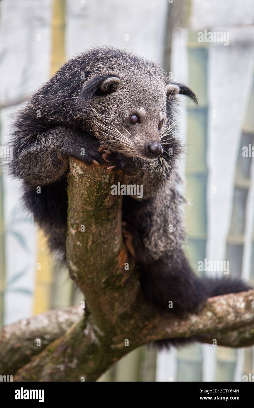 Binturong in tree hi-res stock photography and images - Alamy