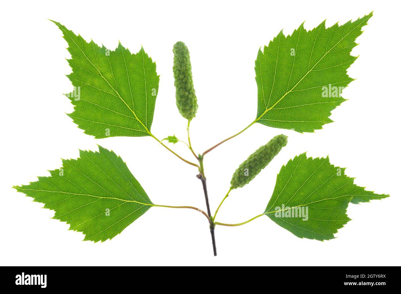 White birch tree Cut Out Stock Images & Pictures - Alamy