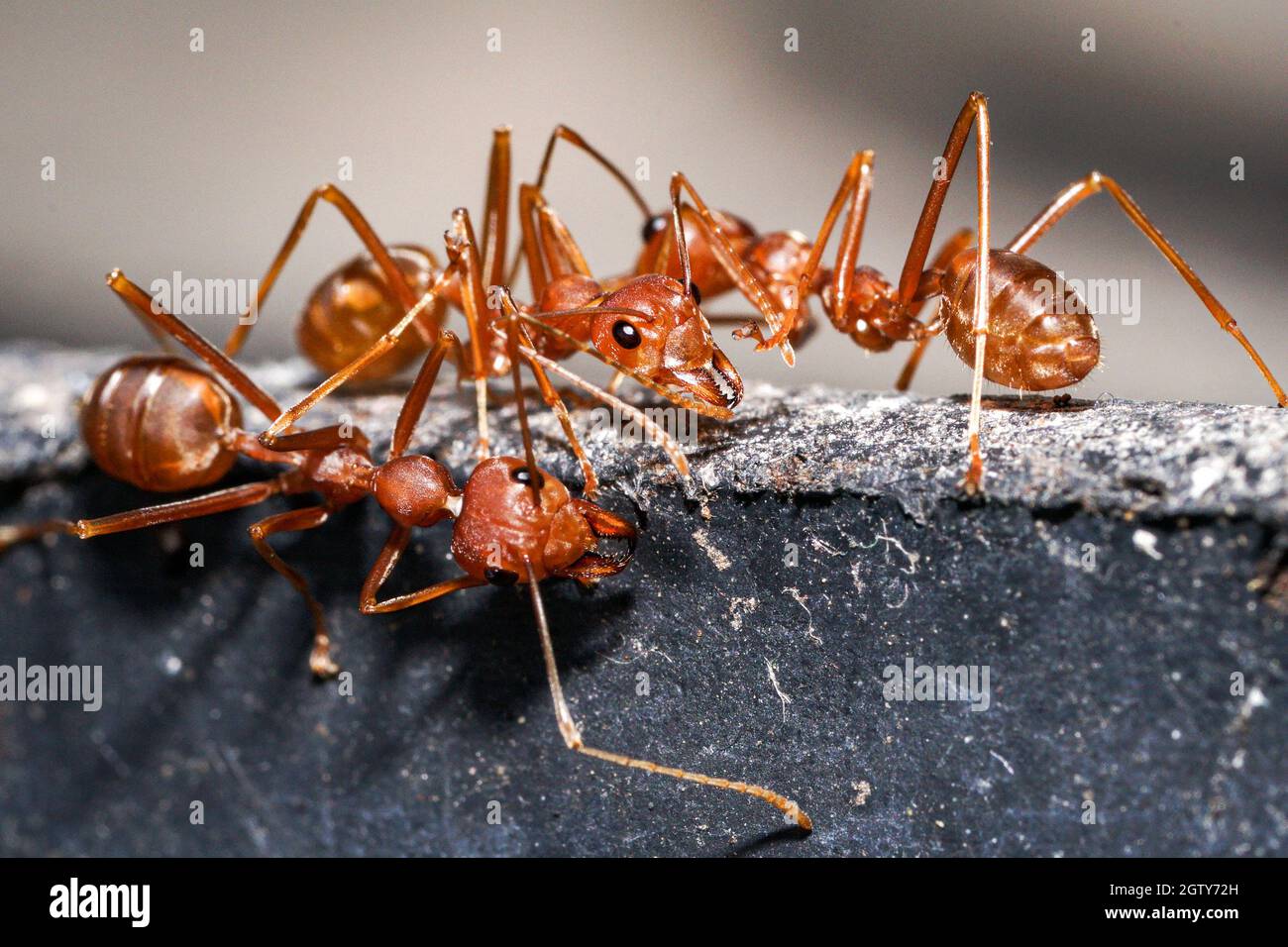 Scale ant hi-res stock photography and images - Alamy