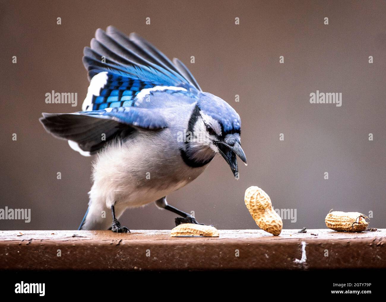 Bird eating nuts hi-res stock photography and images - Alamy
