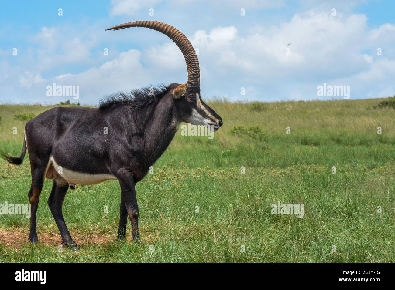 Cloud buck hi-res stock photography and images - Alamy