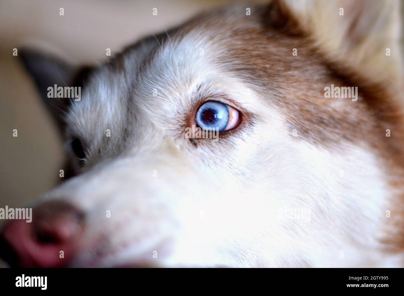 Siberian husky eye part hi-res stock photography and images - Alamy