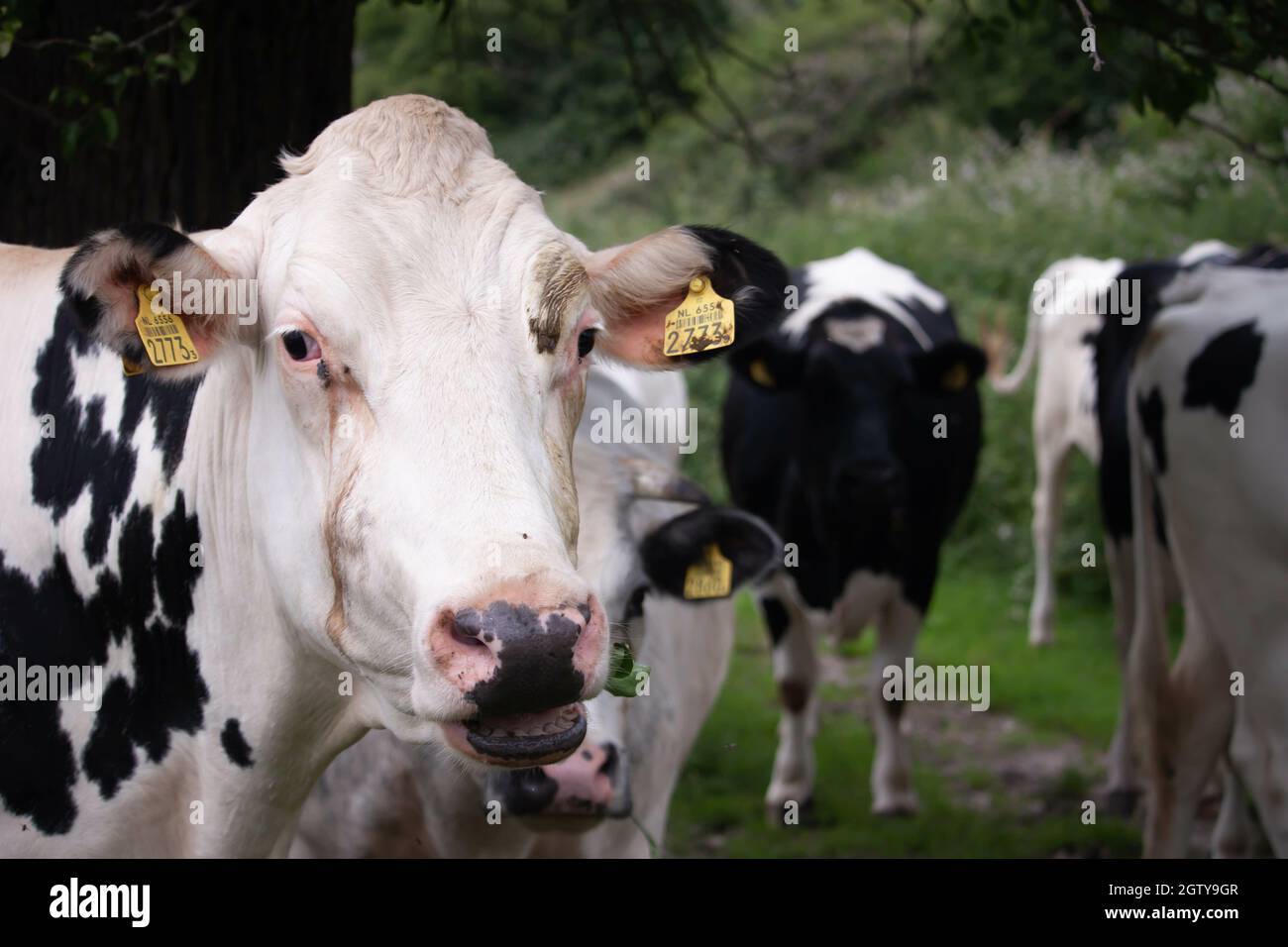 Shallow focus of a black and white spotted cow with its herd in the ...