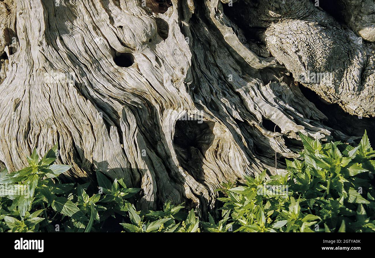 Xylella olive tree hi-res stock photography and images - Alamy