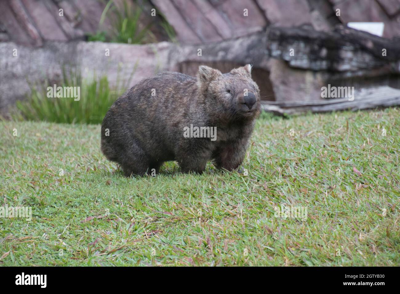 Wombat eating hi-res stock photography and images - Alamy