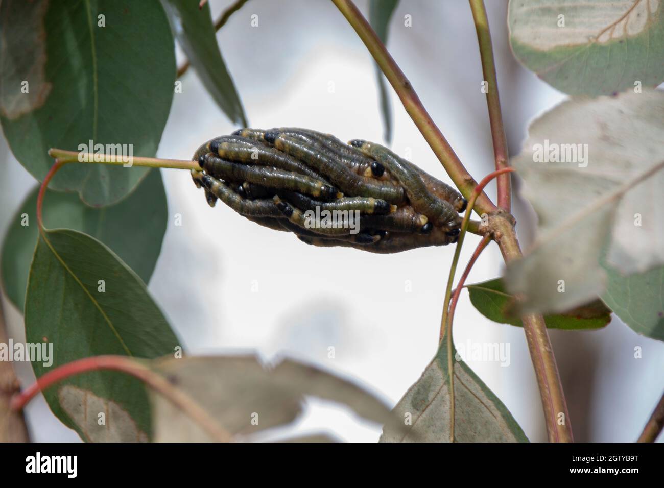 Brisbane insect hi-res stock photography and images - Alamy