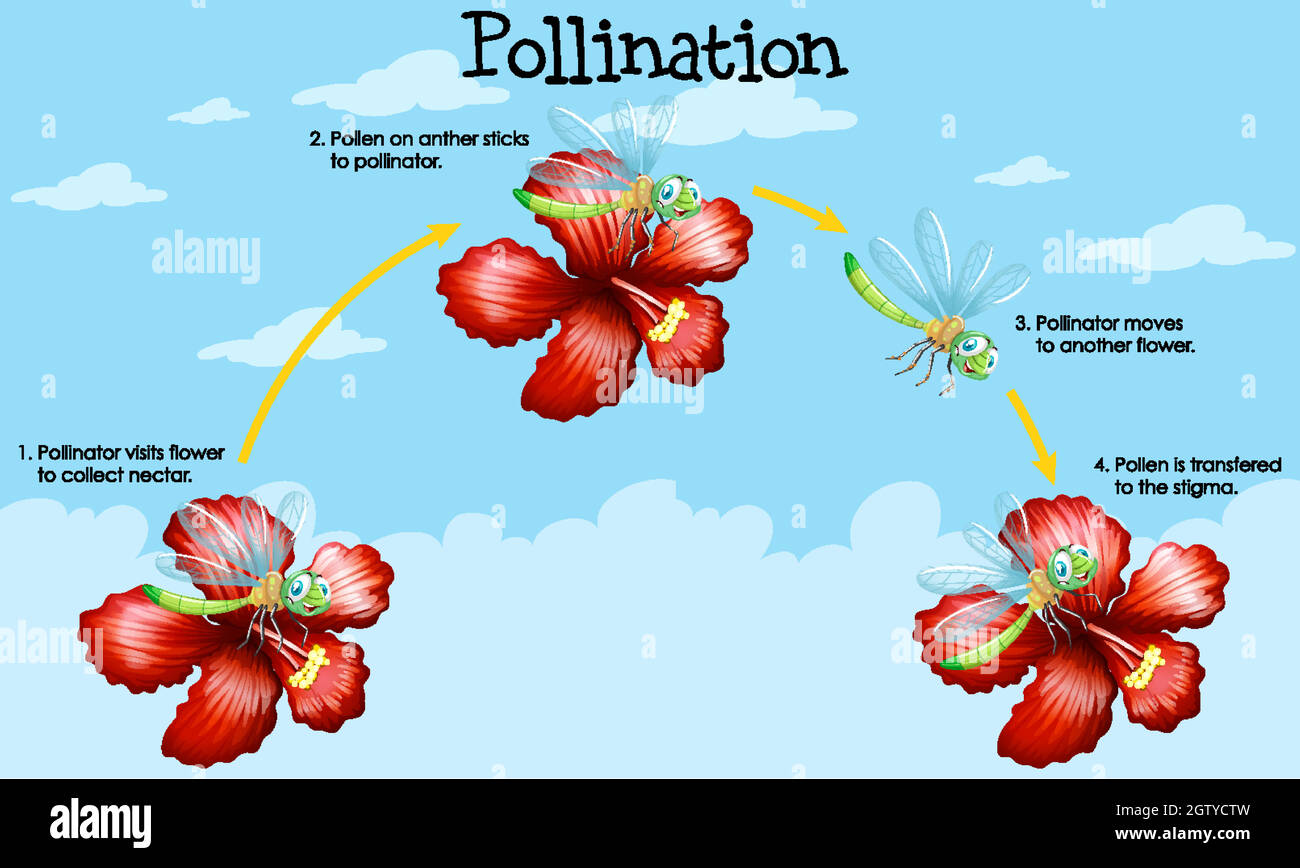 Pollination Process Of A Flower