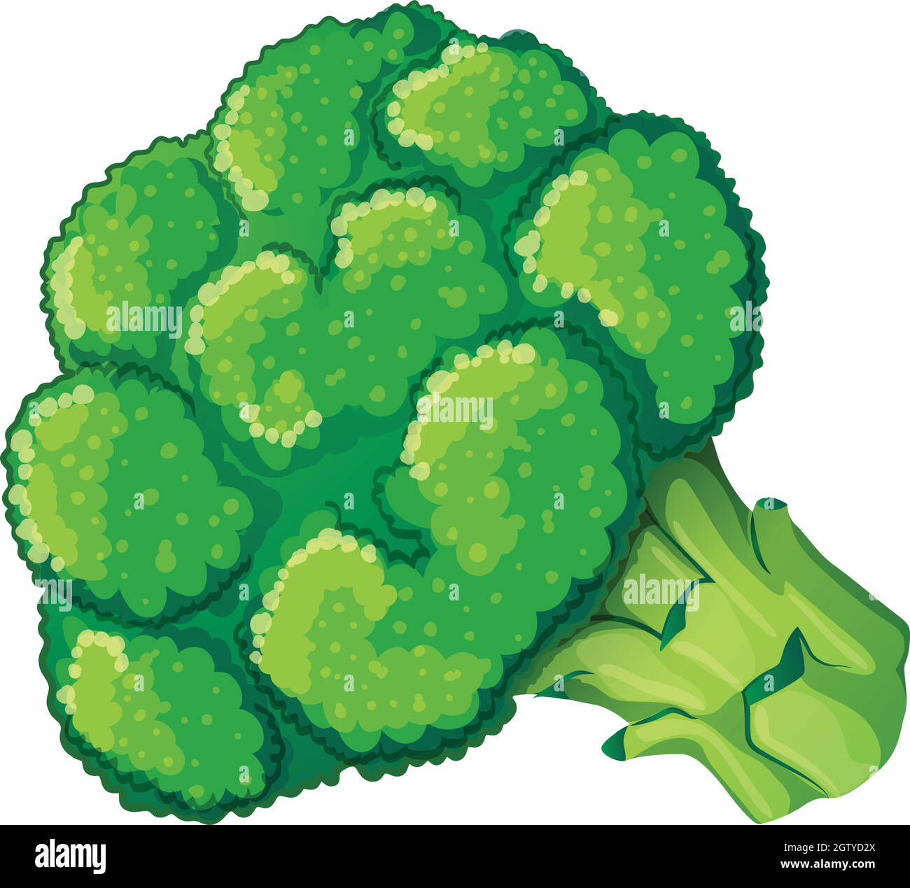 Steamed broccoli, white background Stock Vector Images - Alamy