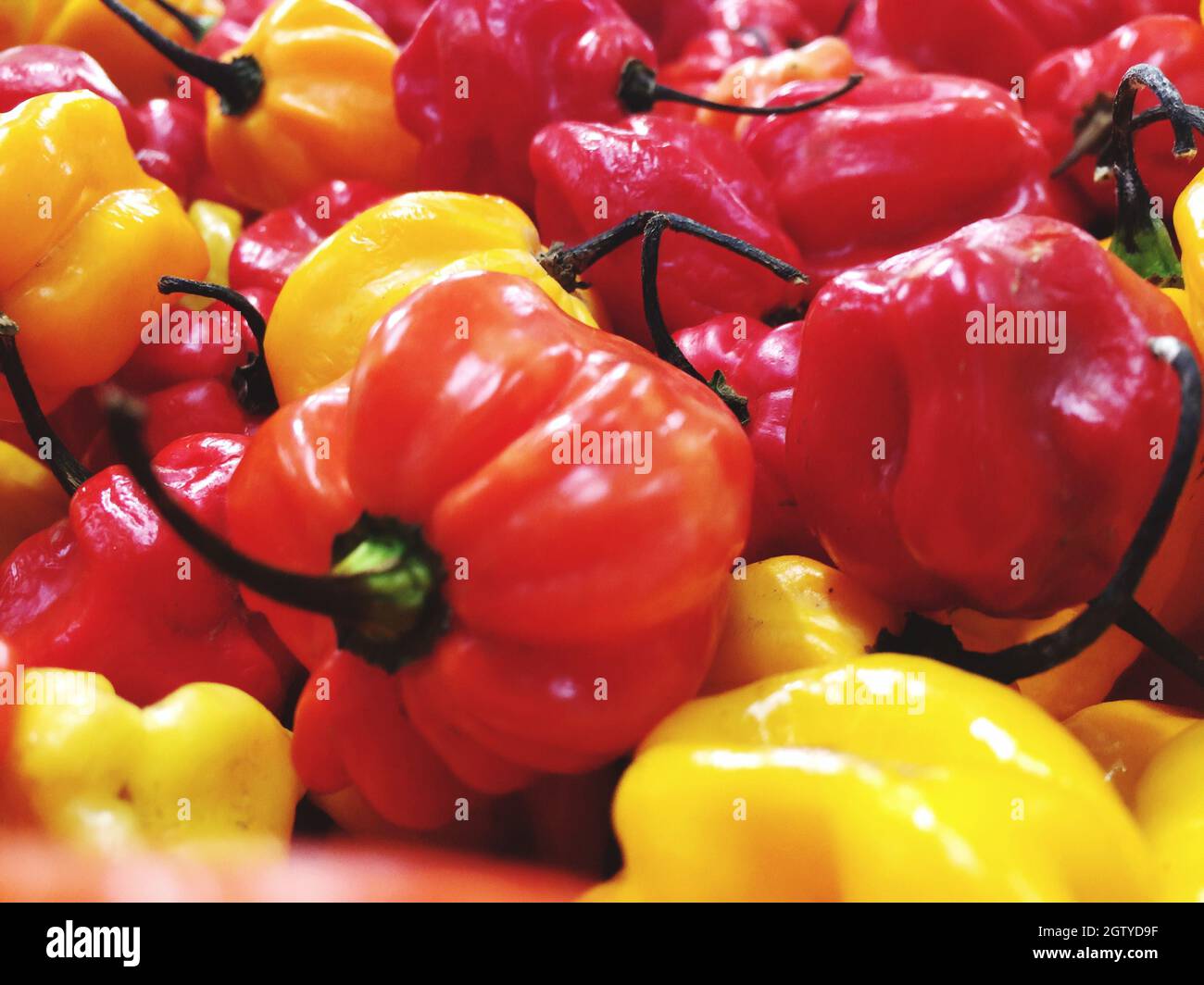 The Habanero Is A Hot Variety Of Chili Pepper Stock Photo - Alamy