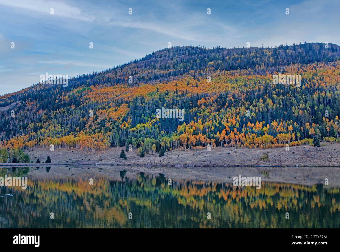 Landscape image with colorful Aspen trees making a reflection on a high ...